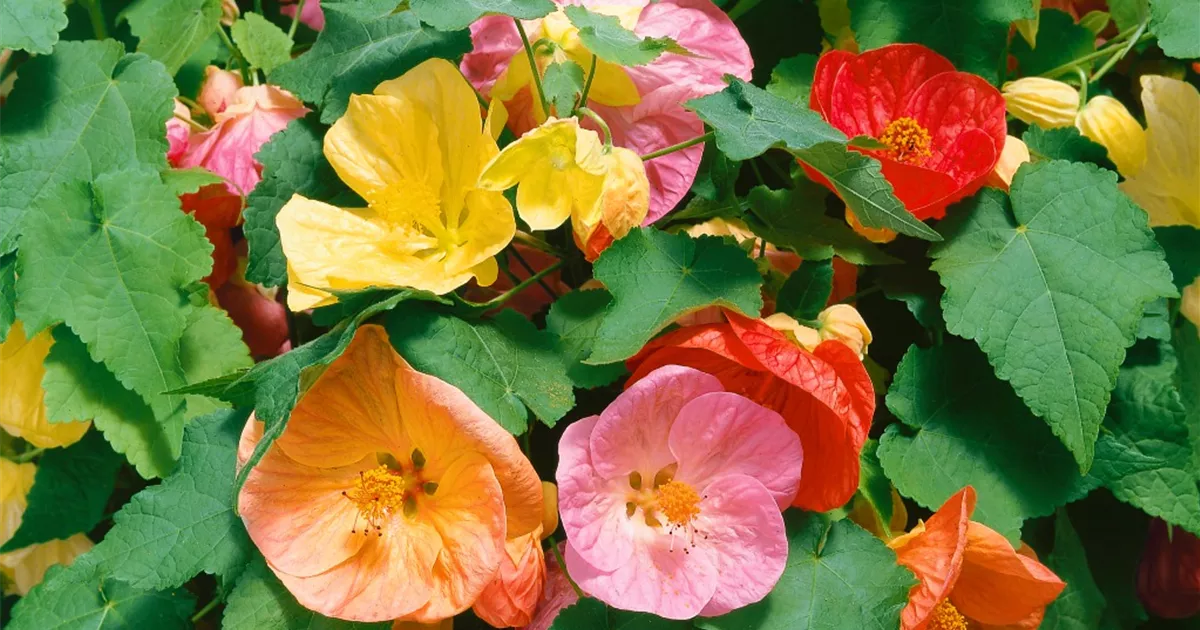 Abutilon palmeri - BAUHAUS E-Business GmbH & Co. KG